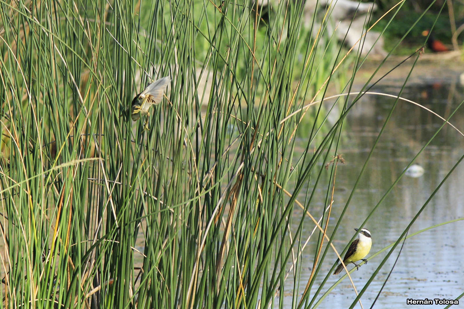 Aves Bonaerenses: Críptico