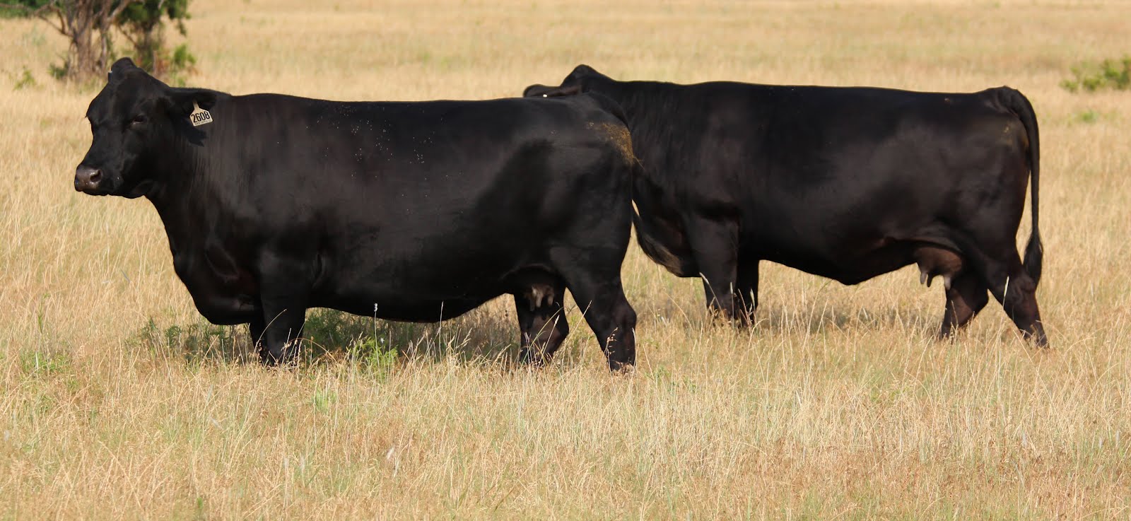 Buck Cattle Co. Blog: 12 Fall Calving Angus Cows FOR SALE