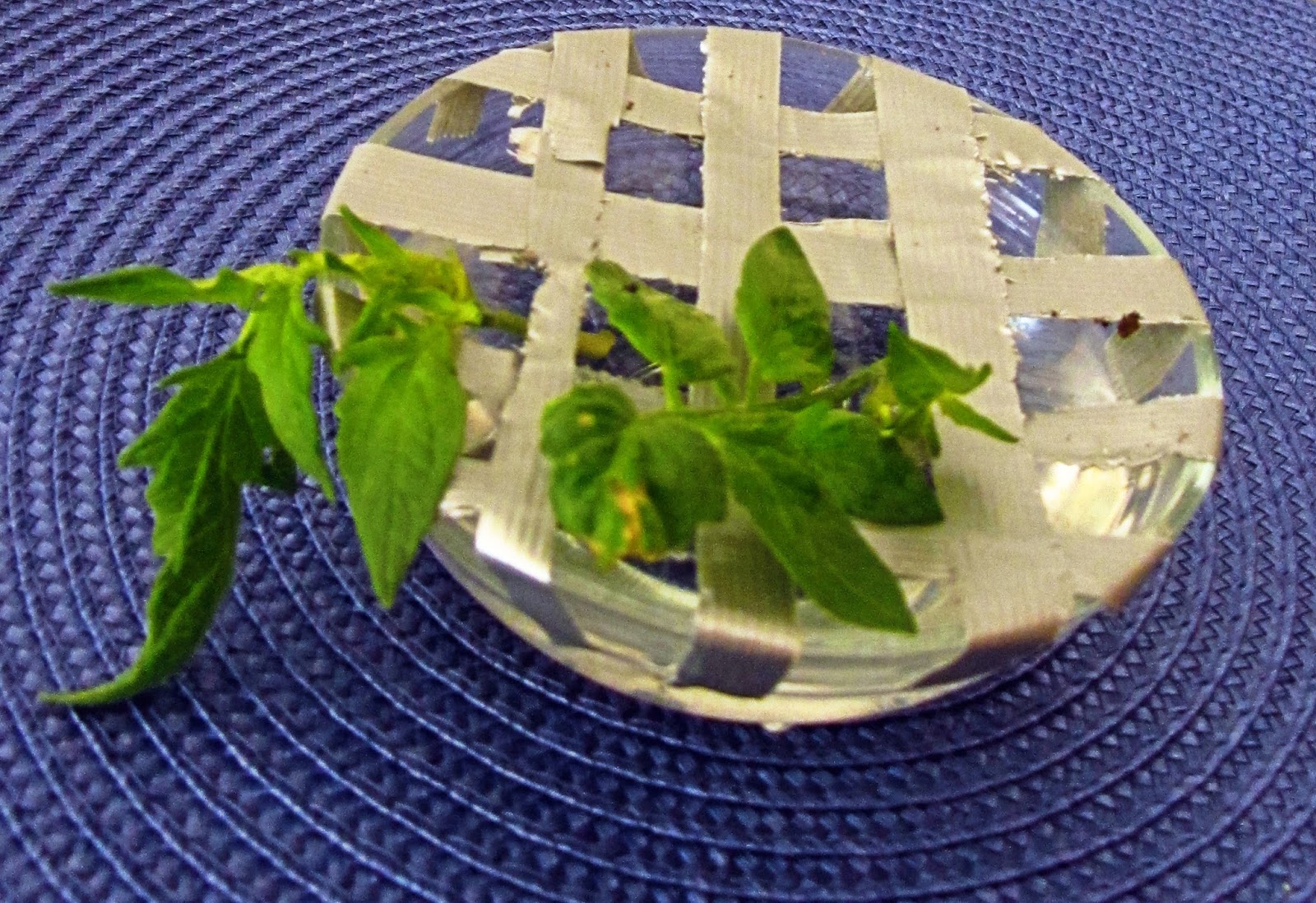 Bobbins of Basil: Rooting cuttings to clone your plants