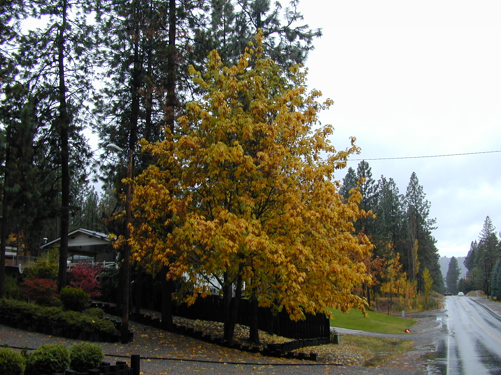 Trees of Santa Cruz County: Acer macrophyllum - Bigleaf Maple