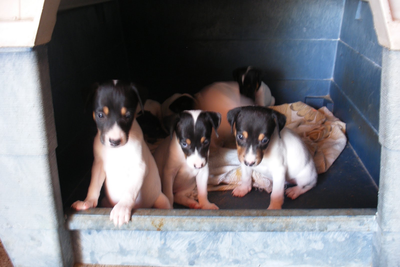YORKSHIRE DE PURA RAZA: VENTA DE CACHORROS RATONEROS BODEGUEROS