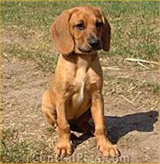 Dog Cute Dog: The Bavarian Mountain Hound Dog Breed