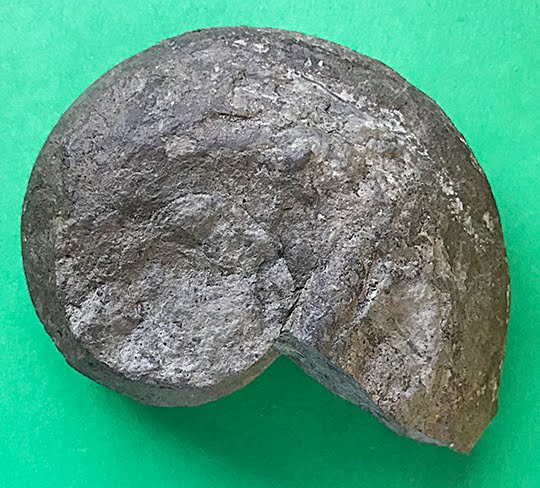 PALEO & GEO TOPICS: Comments by R. L. Squires: Maclurites, an early ...