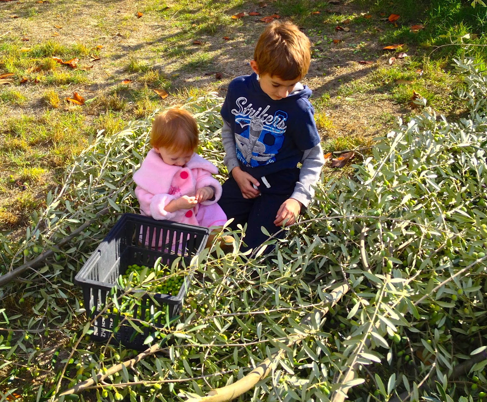 Mike Ahmadi's Gastronomic Musings: Livermore Community Olive Pressing ...