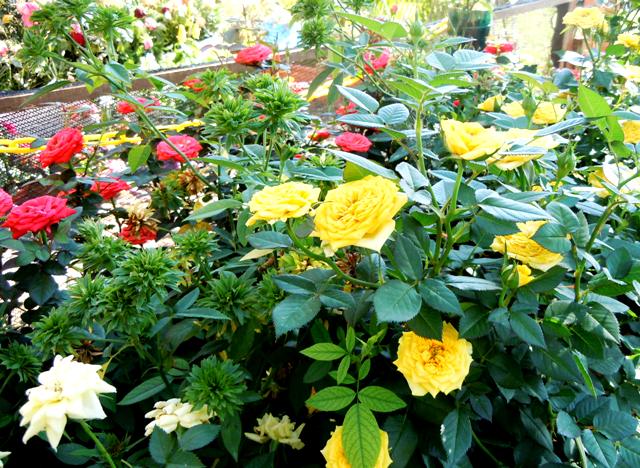 MPV LANDSKAP DAN NURSERI: ROS TETAP MENJADI PILIHAN...