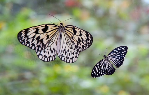 Common Mime | The Life of Animals