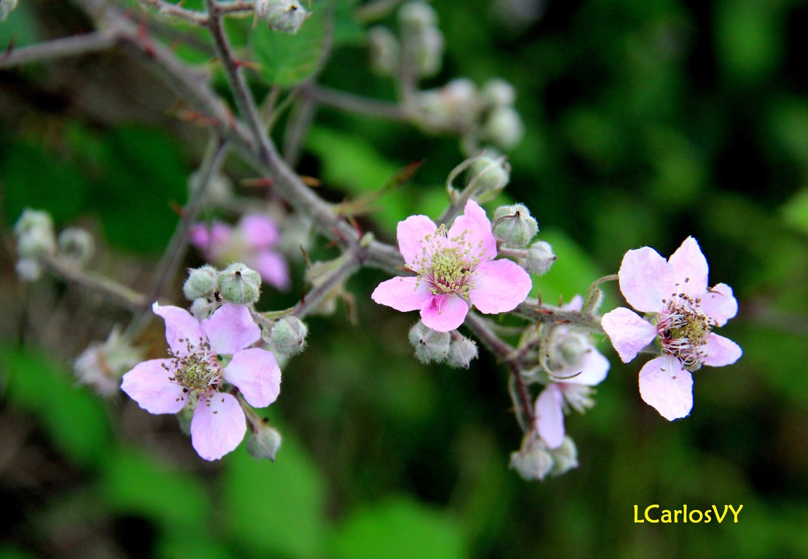 Plantas silvestres de Asturias: Zarza, zarzamora, mora – Rubus Ulmifolius