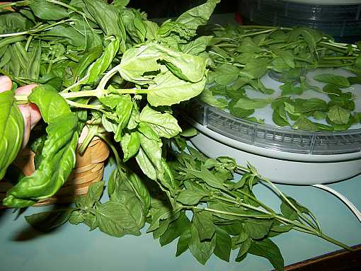 Musings Of An Albemarle Gardener: The Joys of Basil