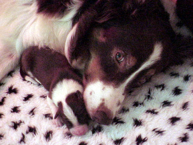 Hob Nob'n...on & off the farm: Journey to the Rainbow Bridge...