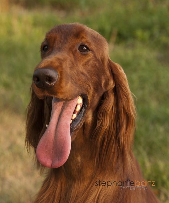 Photo Mondays: Abby -Irish Setter