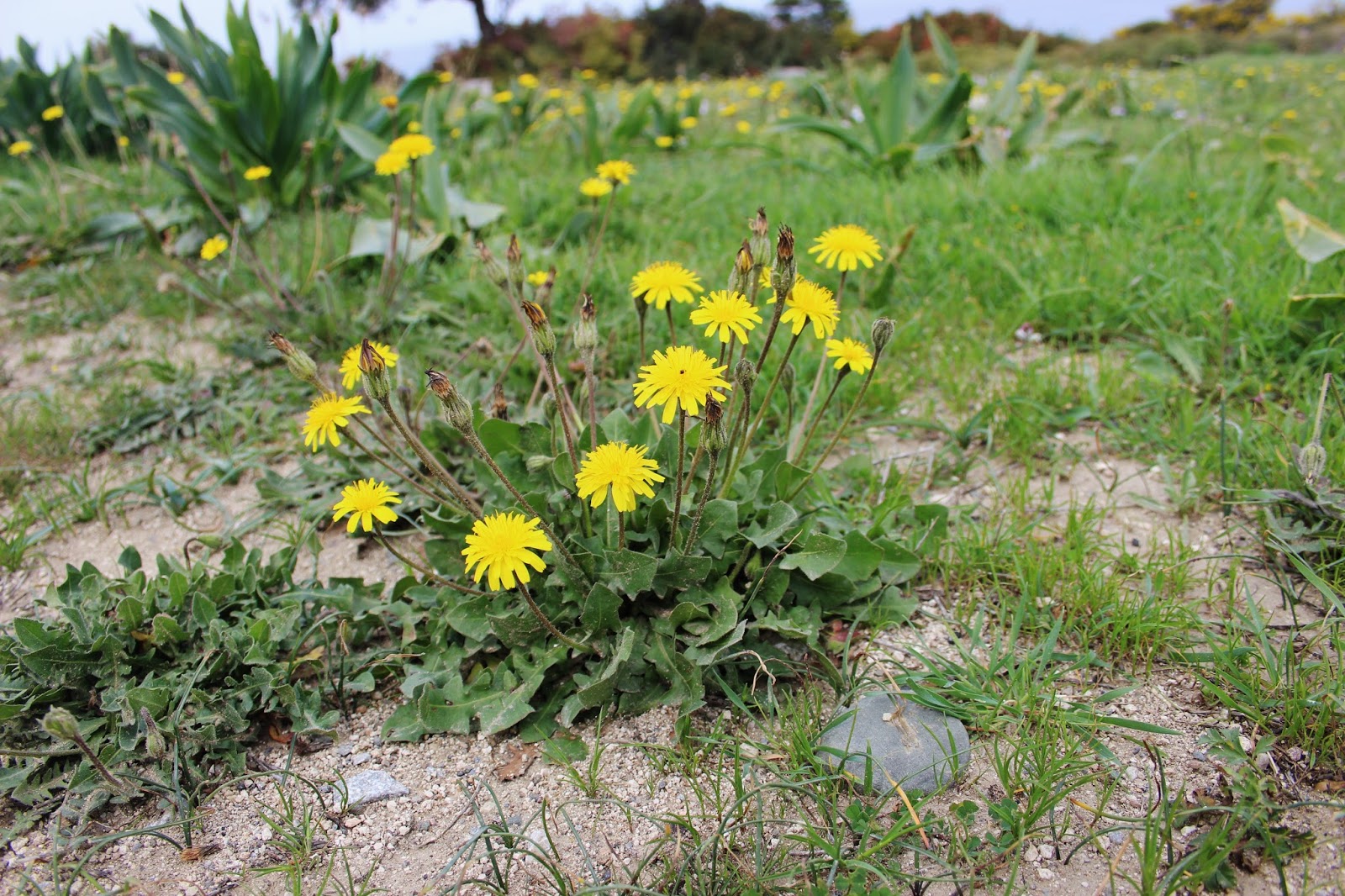 Biodiversity of Cyprus by NGO Protection of the Natural Heritage and ...