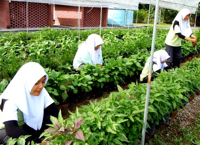 PROJEK FERTIGASI: HARI INI PELAJAR-PELAJAR LN 'HARVEST' SAYUR-SAYURAN ...