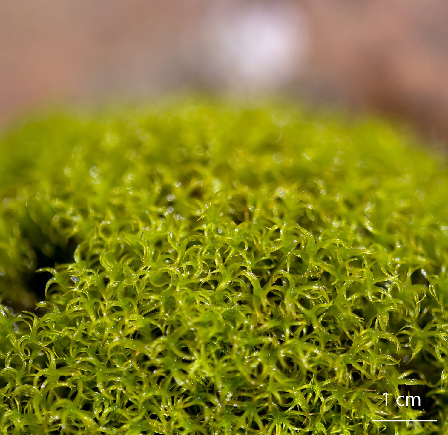 Proyecto Musgo: Tortella tortuosa
