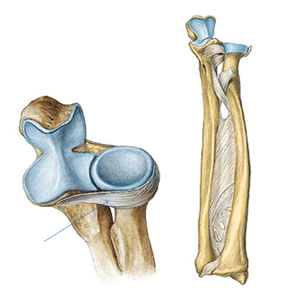 NO CAMINHO DA ENFERMAGEM, POR LUCAS FONTES.: • RESUMO • Anatomia do ...