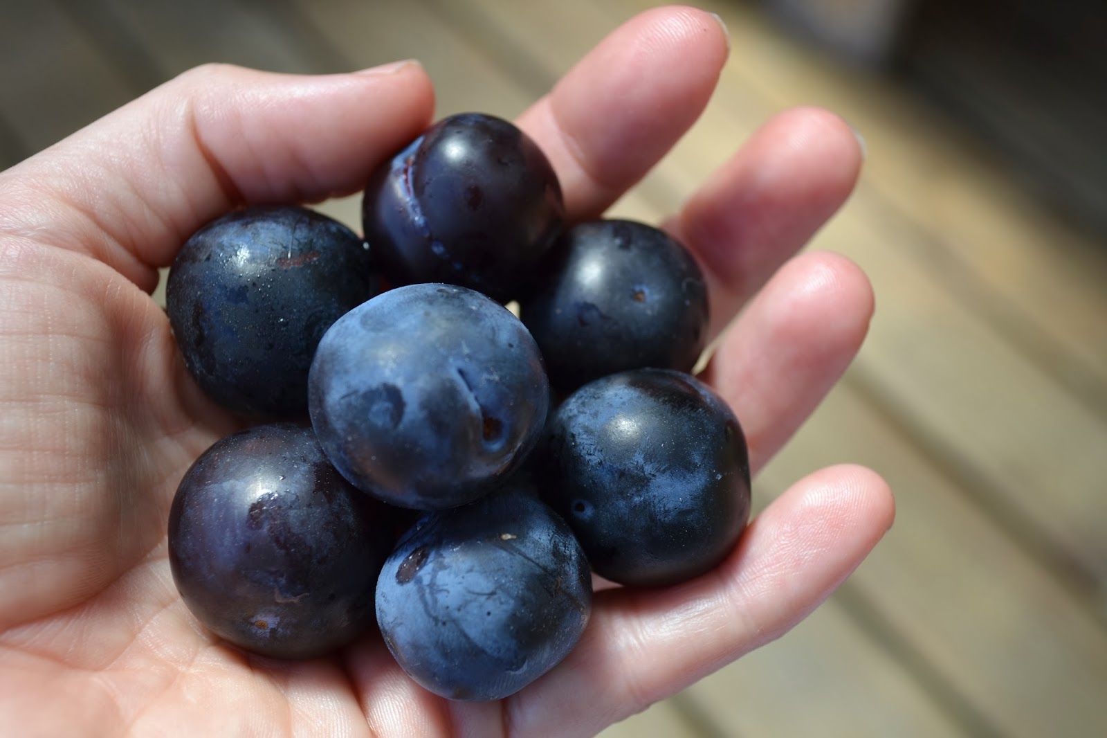growmama: damson! it's one of those days