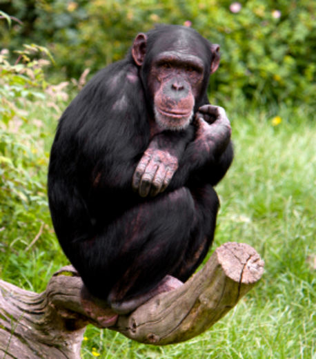 GRANDES ESPECIES DE SIMIOS AL BORDE DE LA EXTINCIÓN ~ Tecnólogo ...