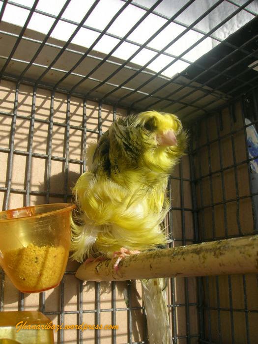 PESONA BURUNG KENARI: Info Kenari Jenis Parisian Frilled Canary