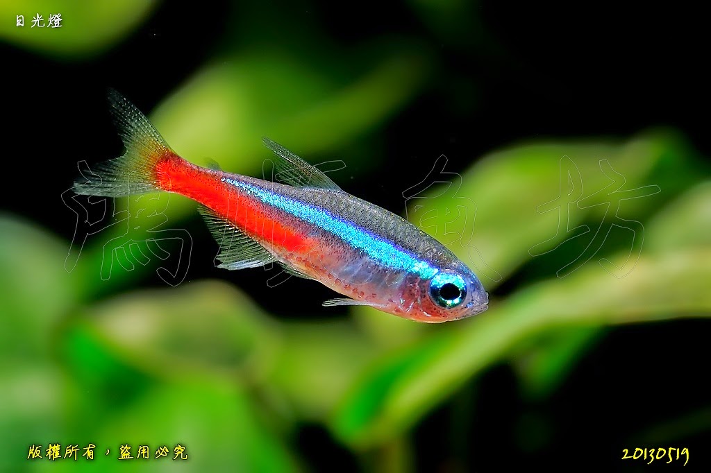 鴻順魚坊: Paracheirodon innesi 日光燈(包含金日光燈、鑽石日光燈)