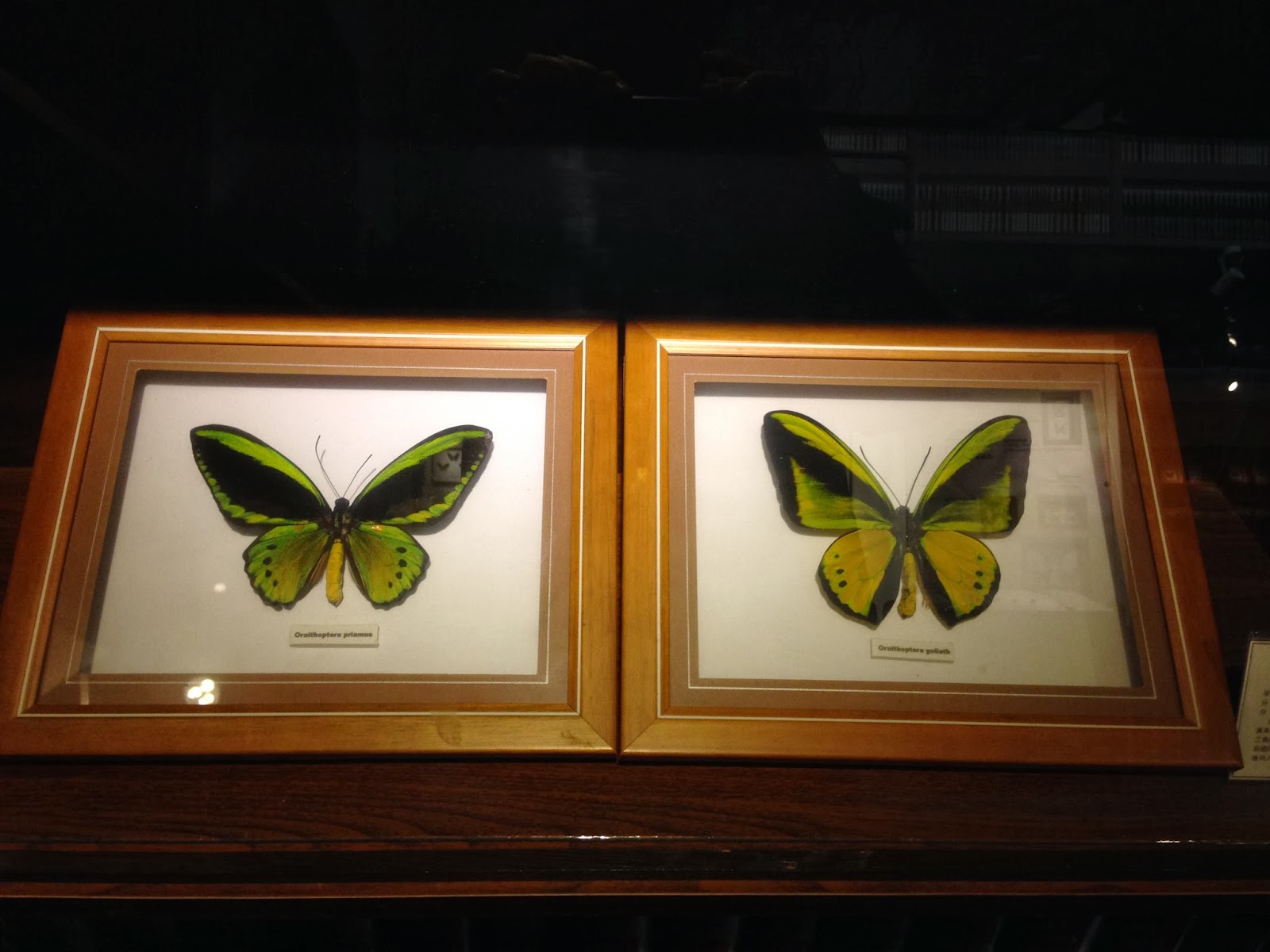 The Shanghai Way: Shanghai Insect Museum