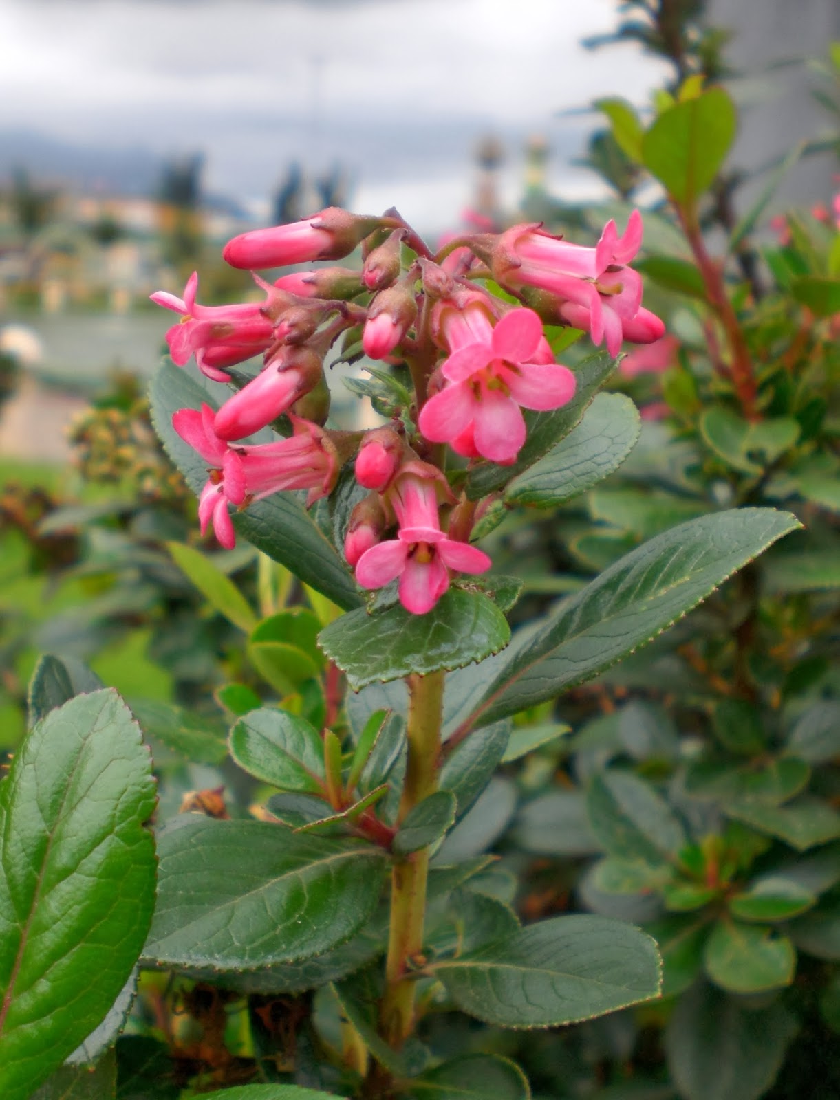 Escallonia rubra rosado oscuro | Flores colombia