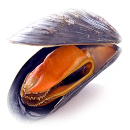 Tu blog de biología y geología: DISECCIÓN DE UN MEJILLÓN