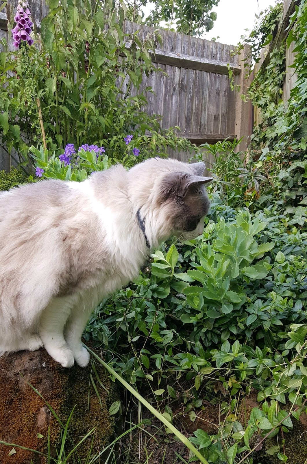 Merlin at Whiskas Kitten Kollege Career Day* - Victoria's Vintage Blog