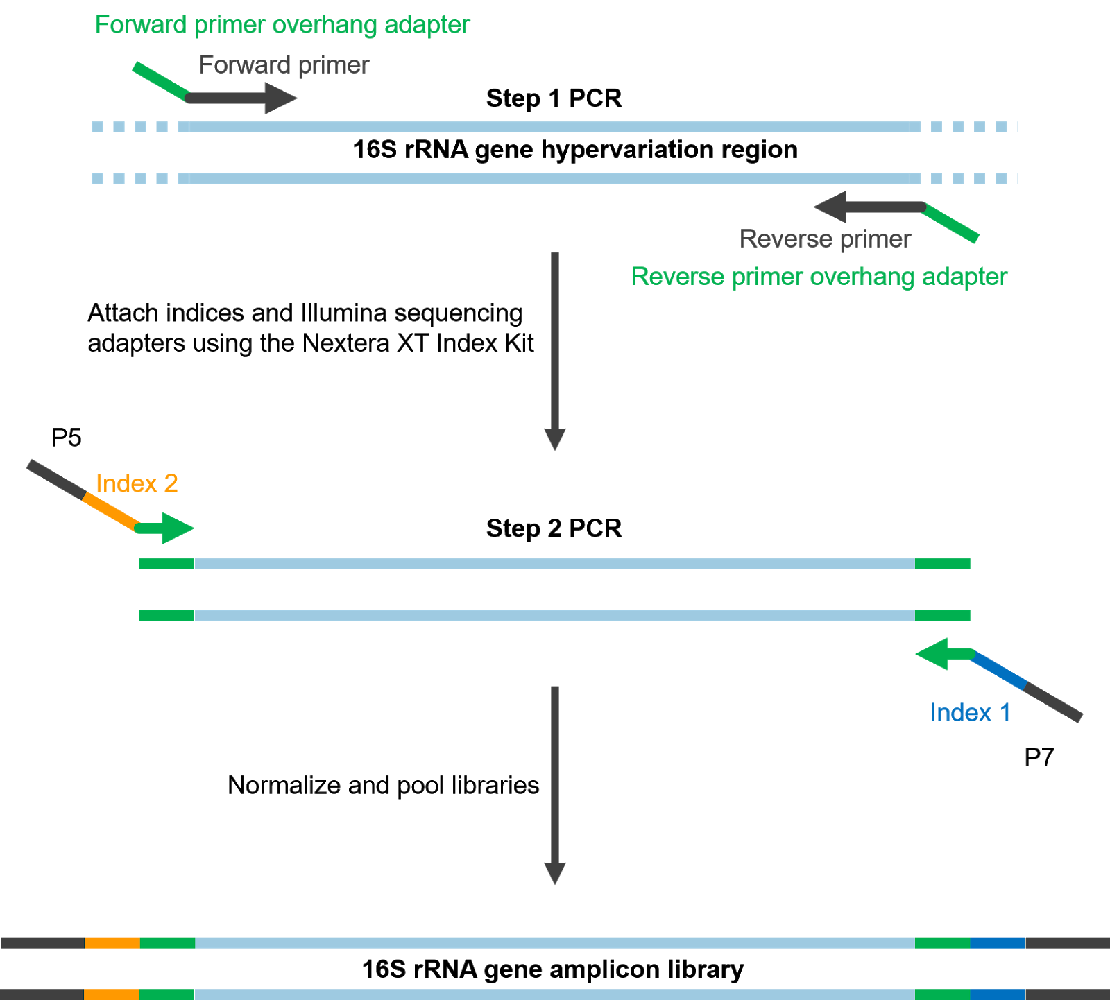 盛夏不等式: 16S rRNA 定序文庫製備