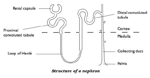 #110 Excretion and structure of Kidneys | Biology Notes for A level