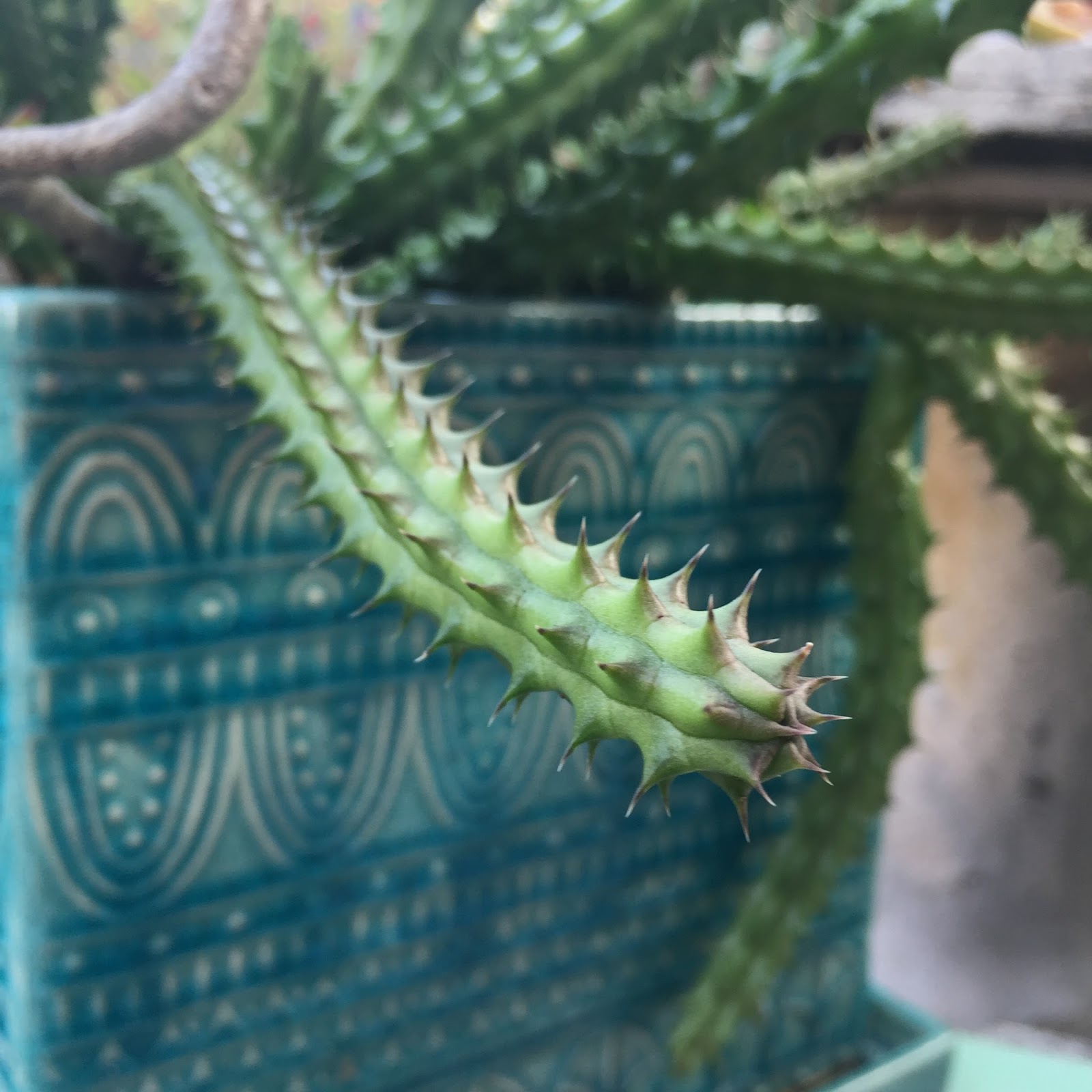 How to Grow and Care for Huernia Succulents