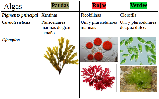 BIOLOGÍA Y GEOLOGÍA 1º ESO: CLASIFICACIÓN DE LOS SERES VIVOS