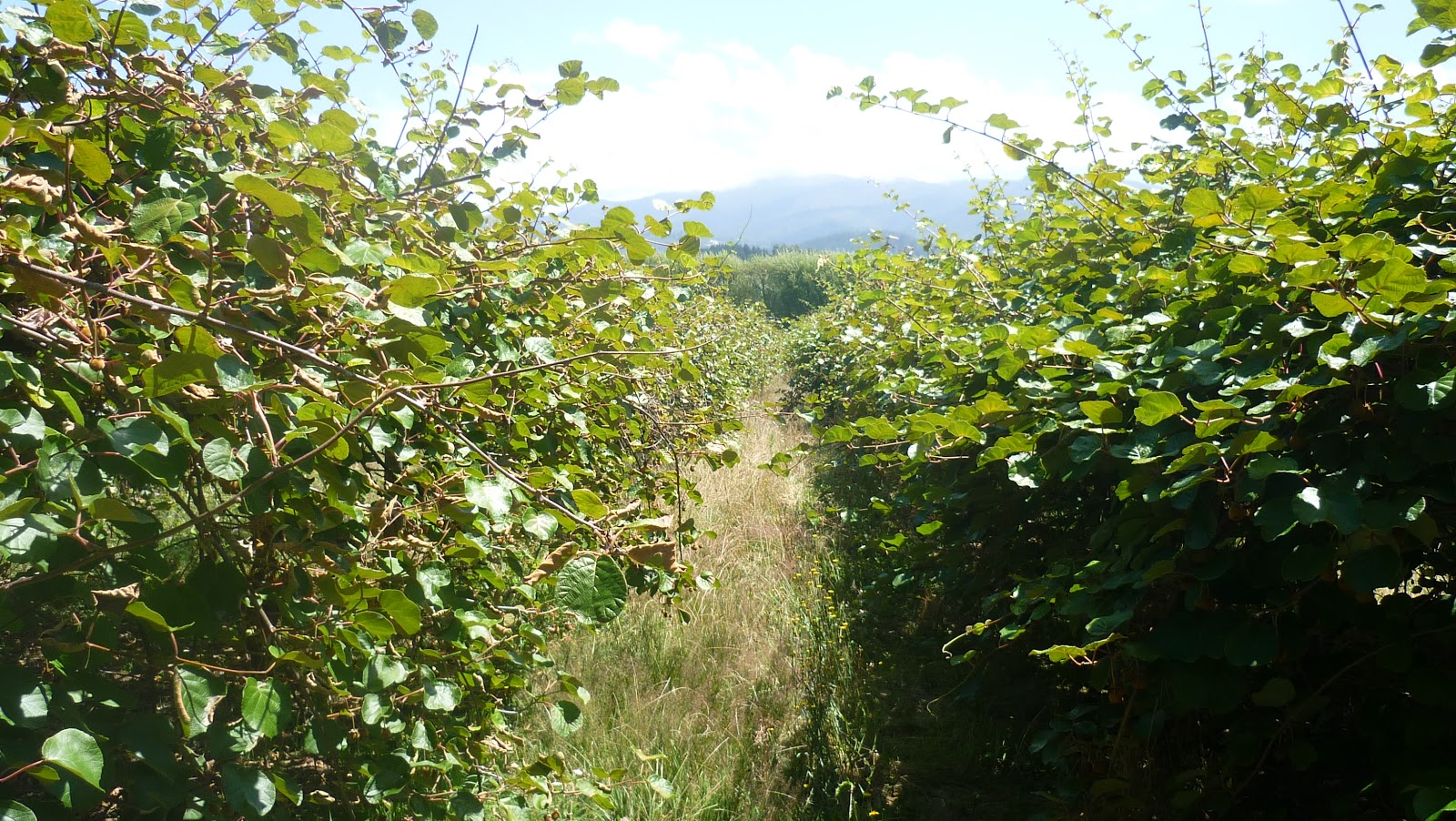 New-Zealand Adventure: Tondre des lamas à Cissy bay