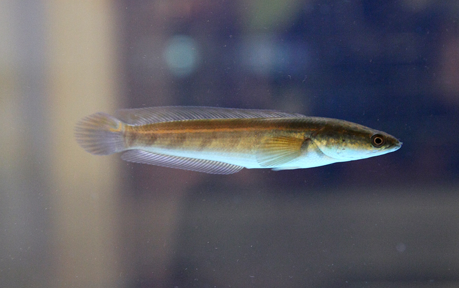 Toman Bunga Sungai Dusun Var Juvenile Fish