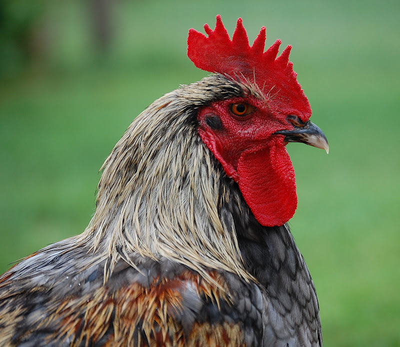 Crosswinds Farm: 2012