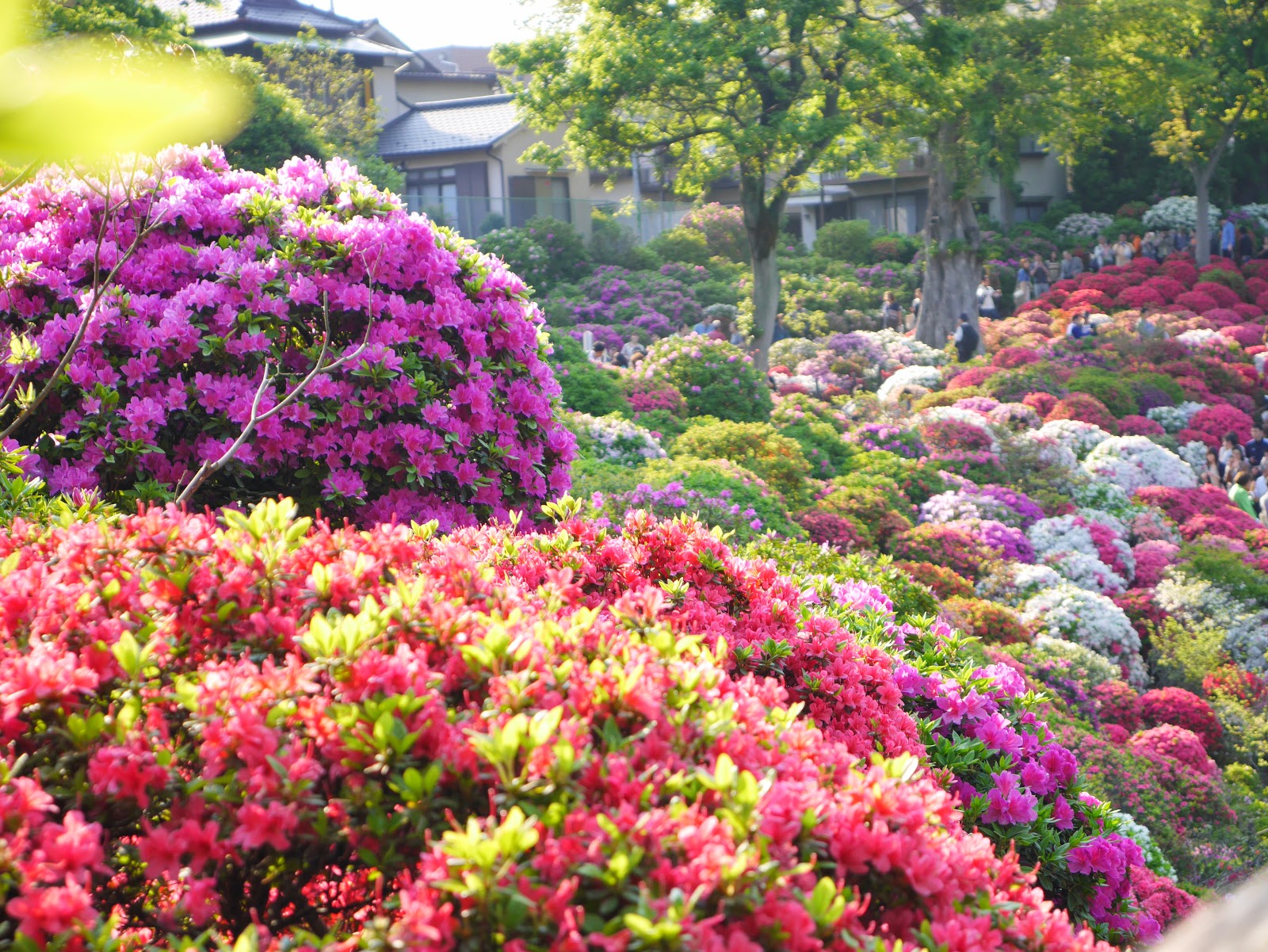 Rising Sun: Nezu Shrine Azalea Festival / 根津神社つつじ祭