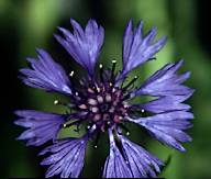 planta de Azulejo | Naturaleza asombrosa, maravillas naturales