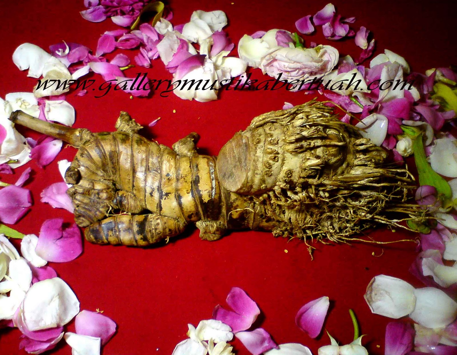 BAMBU PRING PETHUK KALAJENGKING ~ PUSAKA GUNUNG JATI