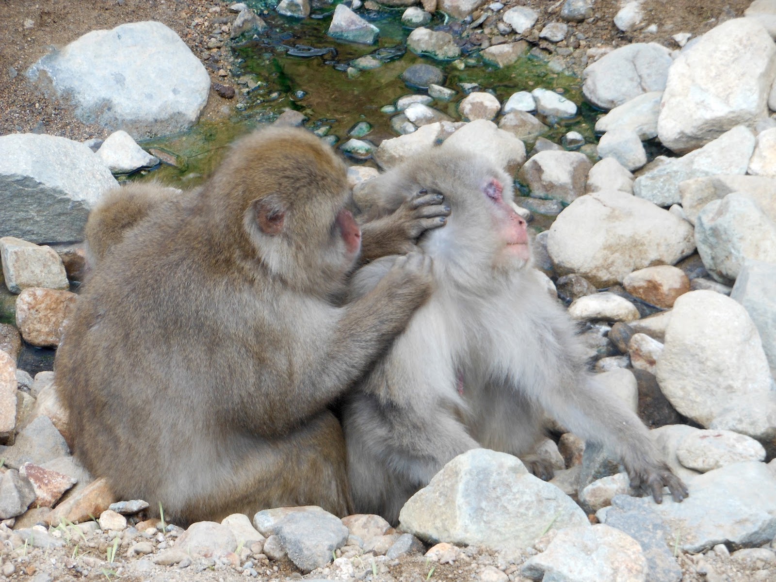 Hokkaido Kudasai: Snow Monkey Park