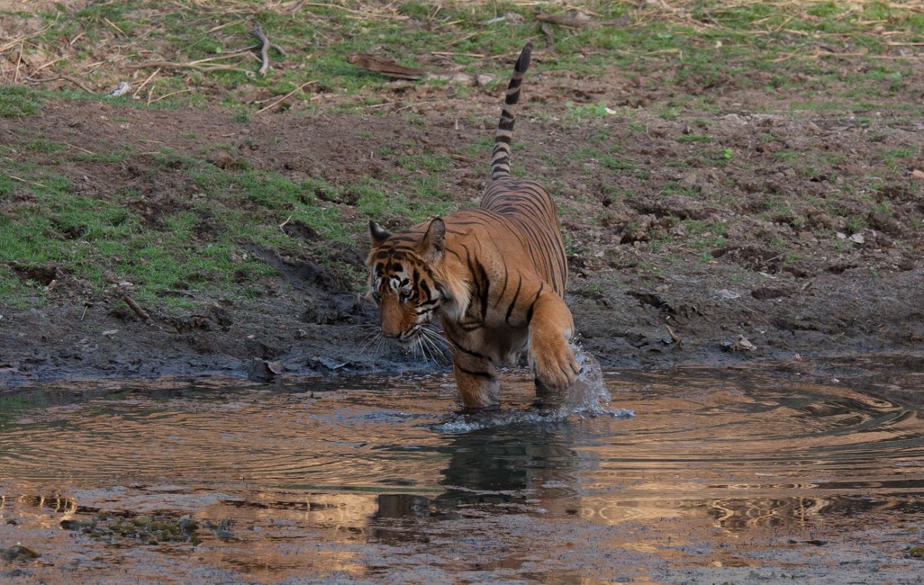 Two weeks in Tanzania: A tiger playing in a watering hole