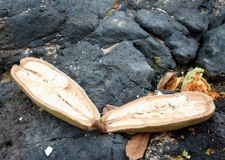 São Tomé e Principe: FRUTOS DA TERRA