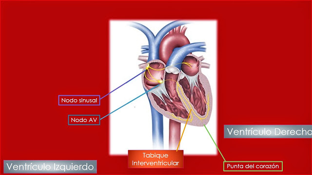 Fisiología Medica : CORAZON. Cada latido del corazón desencadena una ...