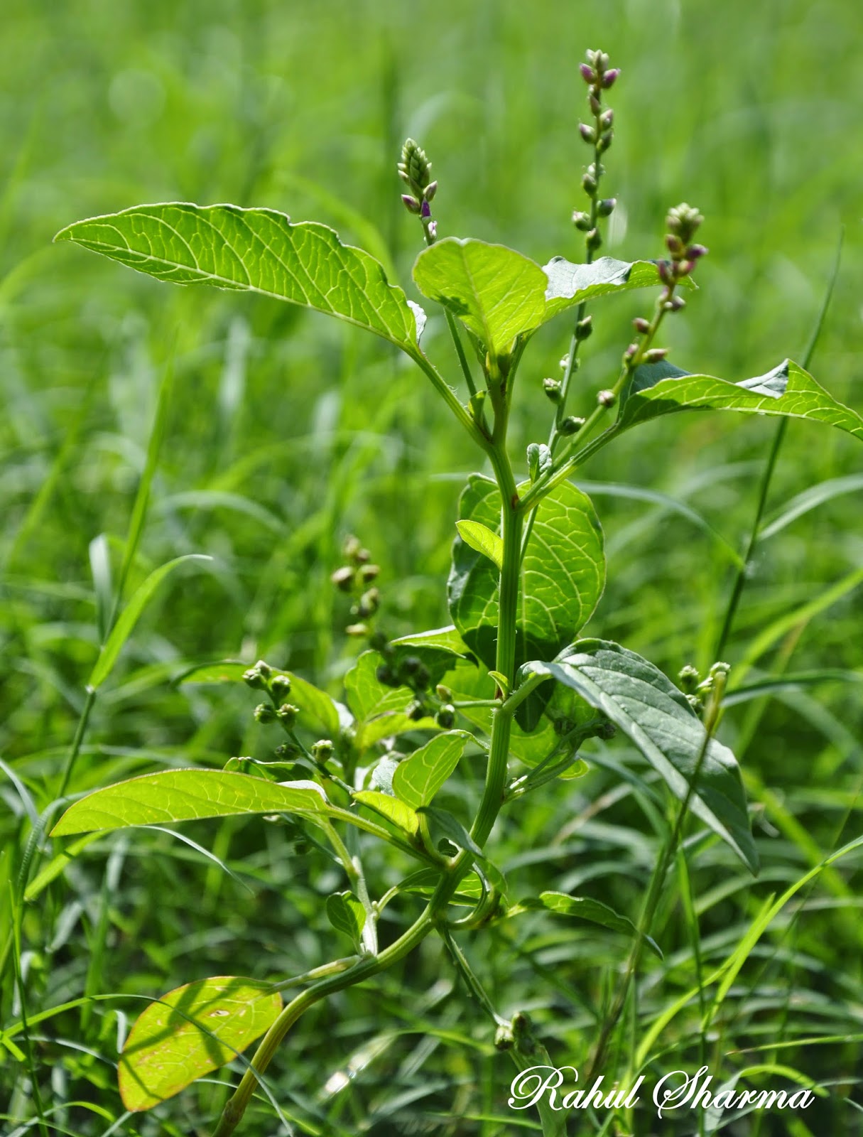 Digera muricata (L.) Mart.(False Amaranth) ~ Wild Flora Of Dwarka