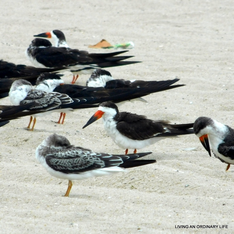 through my kitchen window