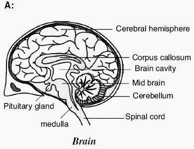 10th Biology New Syllabus Important Questions - Control and Coordination