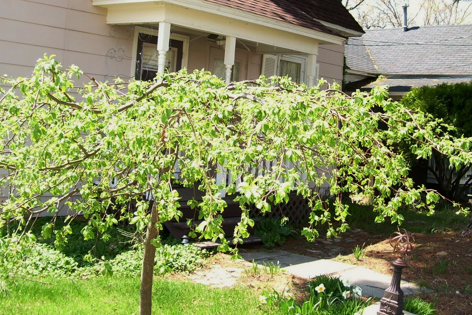 Talking to Plants: Weeping Red Jade Crabapple