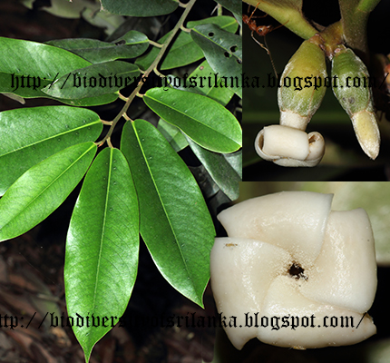 Biodiversity of Sri Lanka: විල්ලුද ඇපල්[Willudha apple]/Mabole tree ...