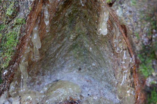 PEREMPUAN PENGUNDUH DAMAR, KARTINI MASA KINI DARI PESISIR BARAT ...