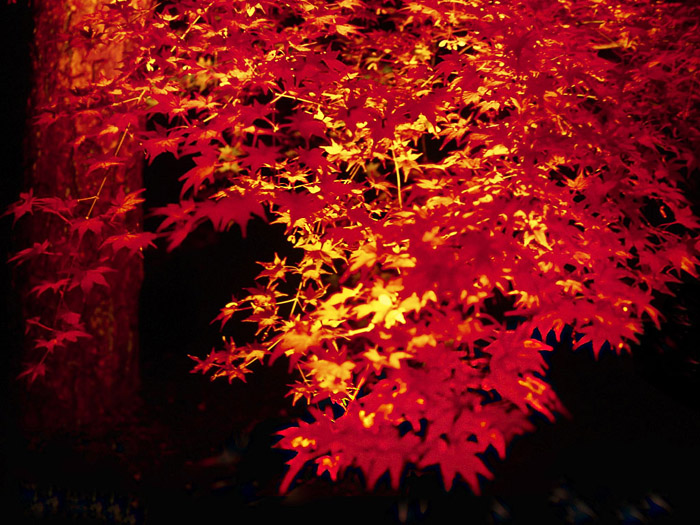 Beautiful Maple Leafs: BEAUTIFUL MAPLE LEAFS