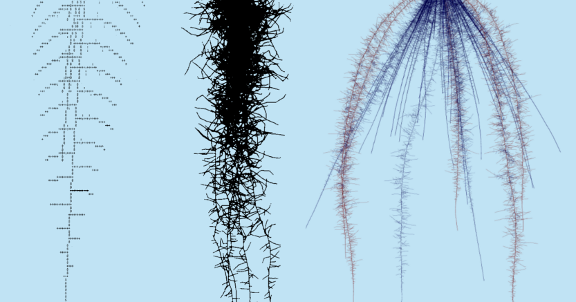 Root Biology News: 3D simulation modeling of root system architecture ...