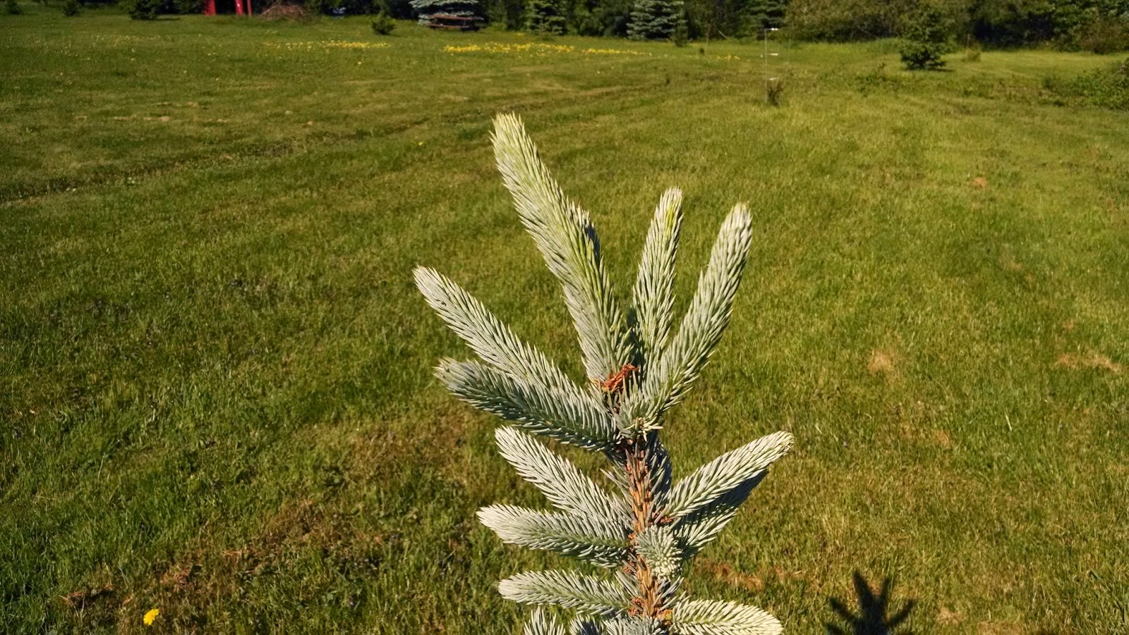 A View from the North Coast: A Wonderful Sign of the Spring Growing ...