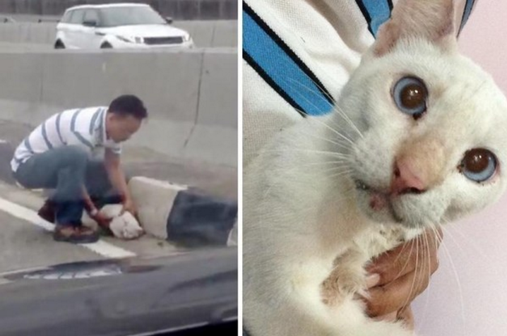 Man Saves Stray Cat Cowering In the Middle of Busy Highway...
